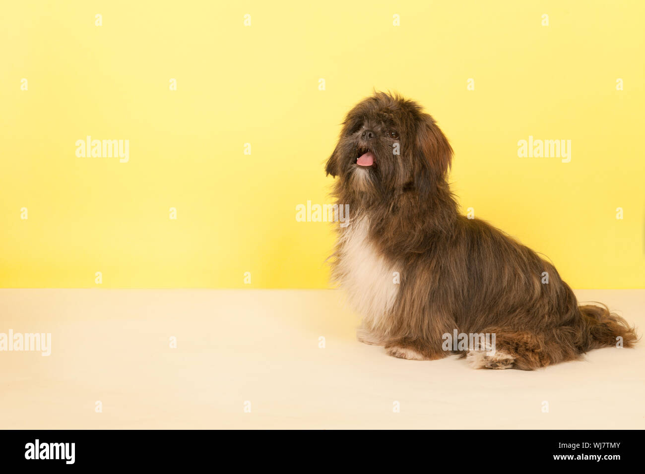 Portrait Laso Apso in frint of yellow background Stock Photo - Alamy