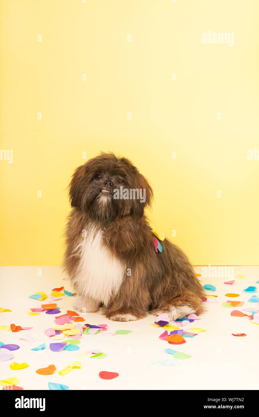 Portrait Laso Apso in frint of yellow background Stock Photo - Alamy