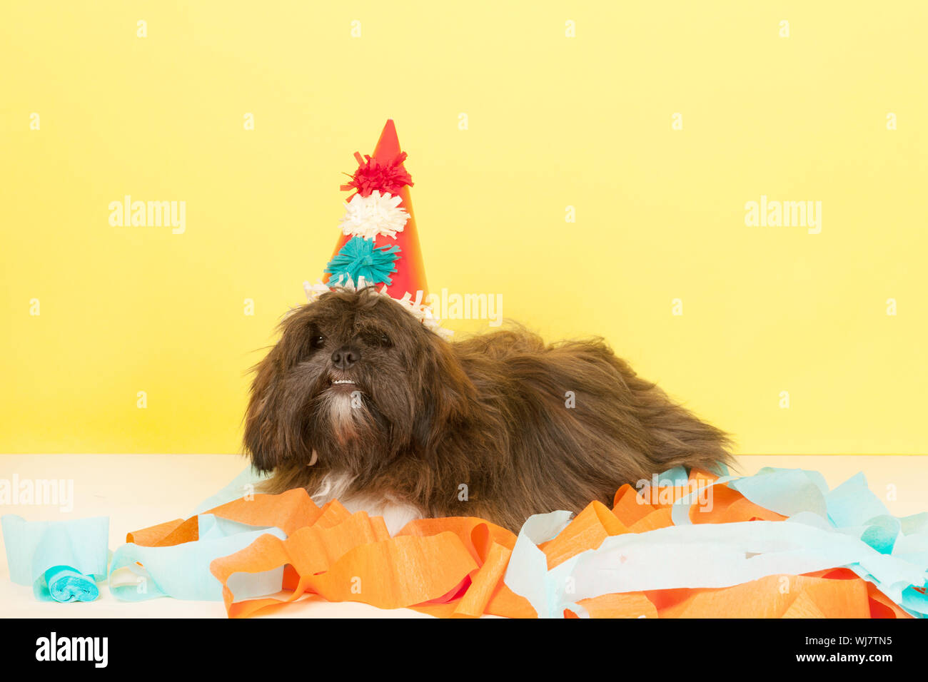 Portrait Laso Apso in frint of yellow background Stock Photo - Alamy