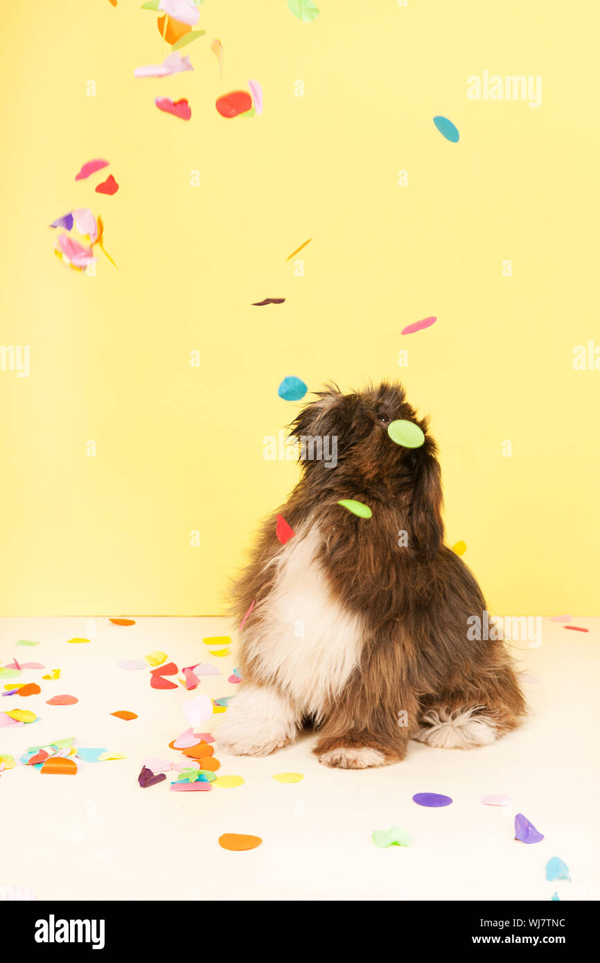 Portrait Laso Apso in frint of yellow background Stock Photo - Alamy