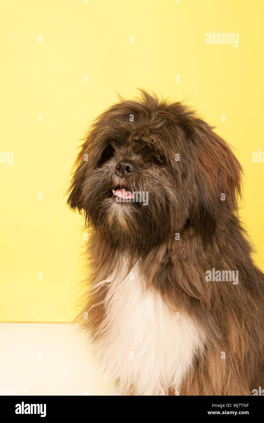 Portrait Laso Apso in frint of yellow background Stock Photo - Alamy