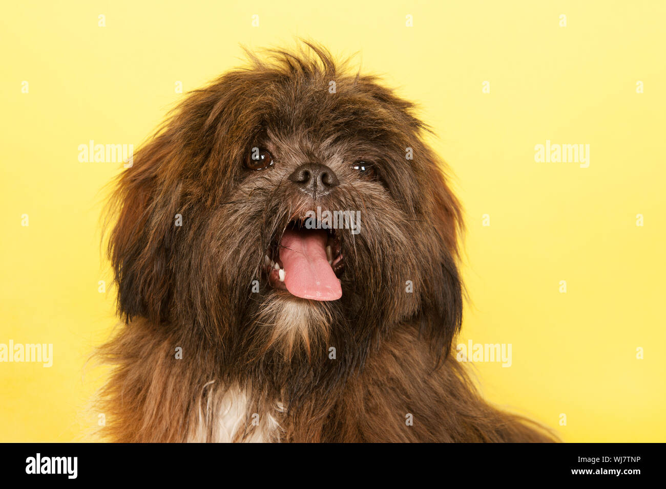 Portrait Laso Apso in frint of yellow background Stock Photo - Alamy