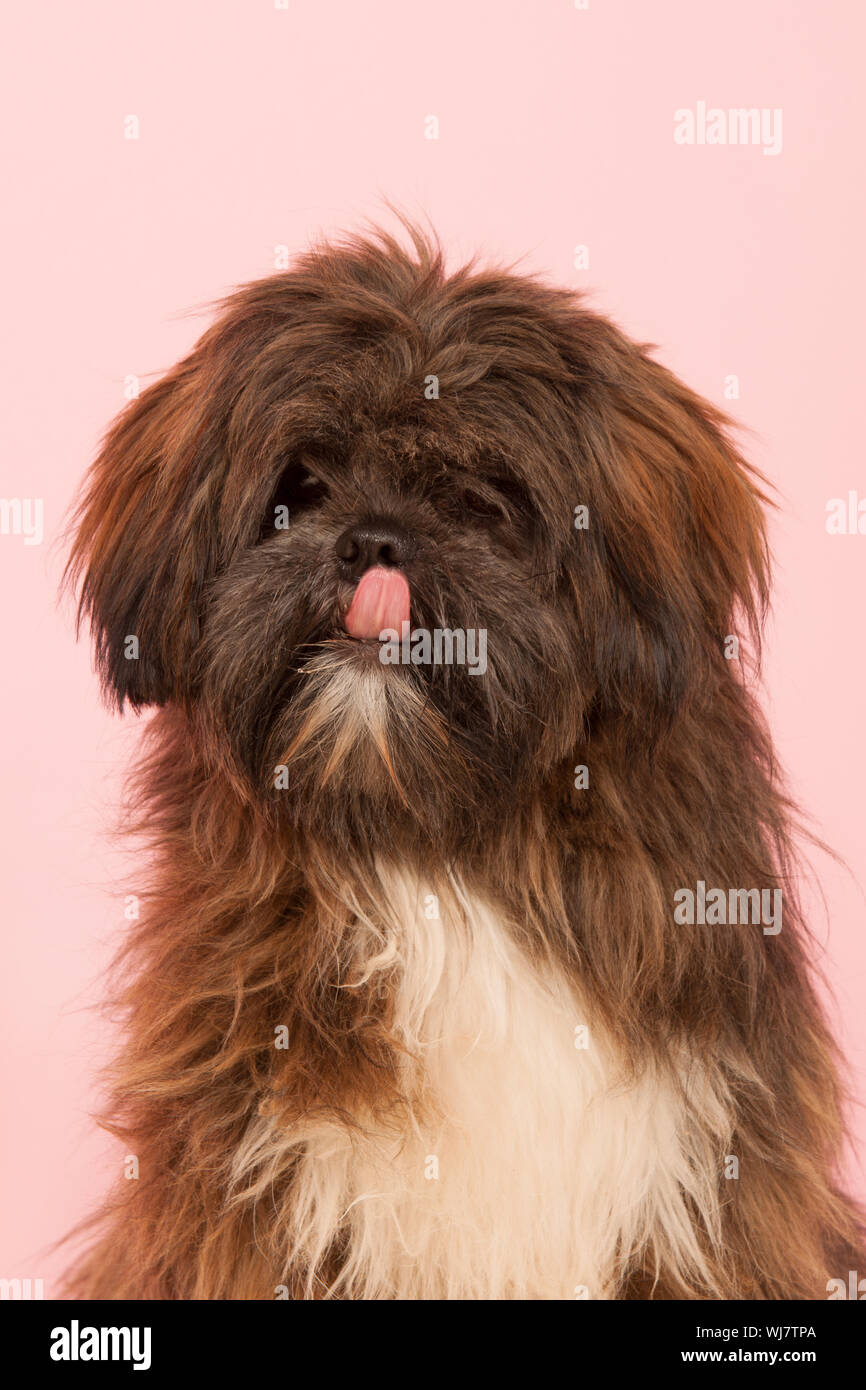 Portrait Laso Apso in front of pink background Stock Photo - Alamy