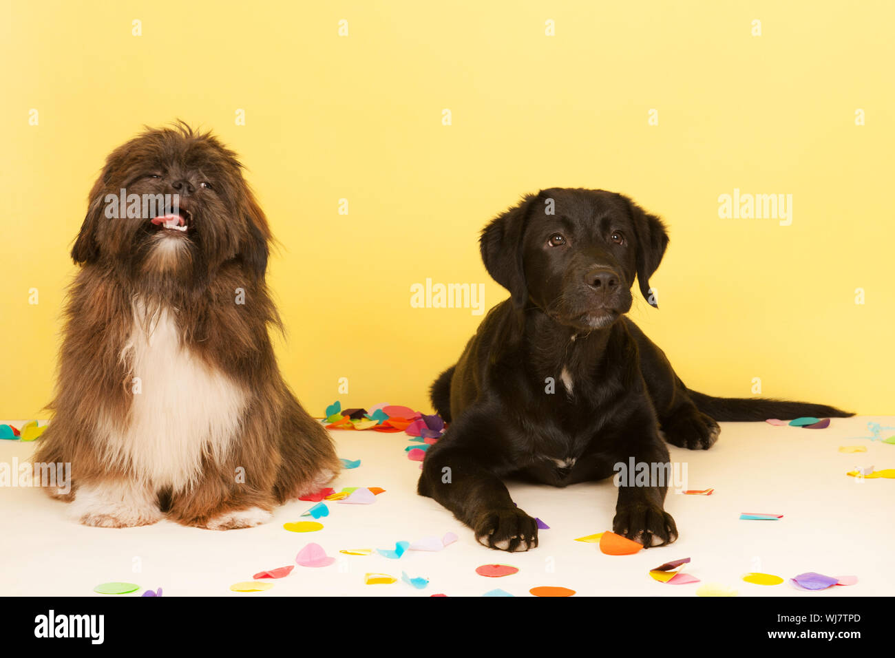 Portrait Laso Apso in frint of yellow background Stock Photo - Alamy