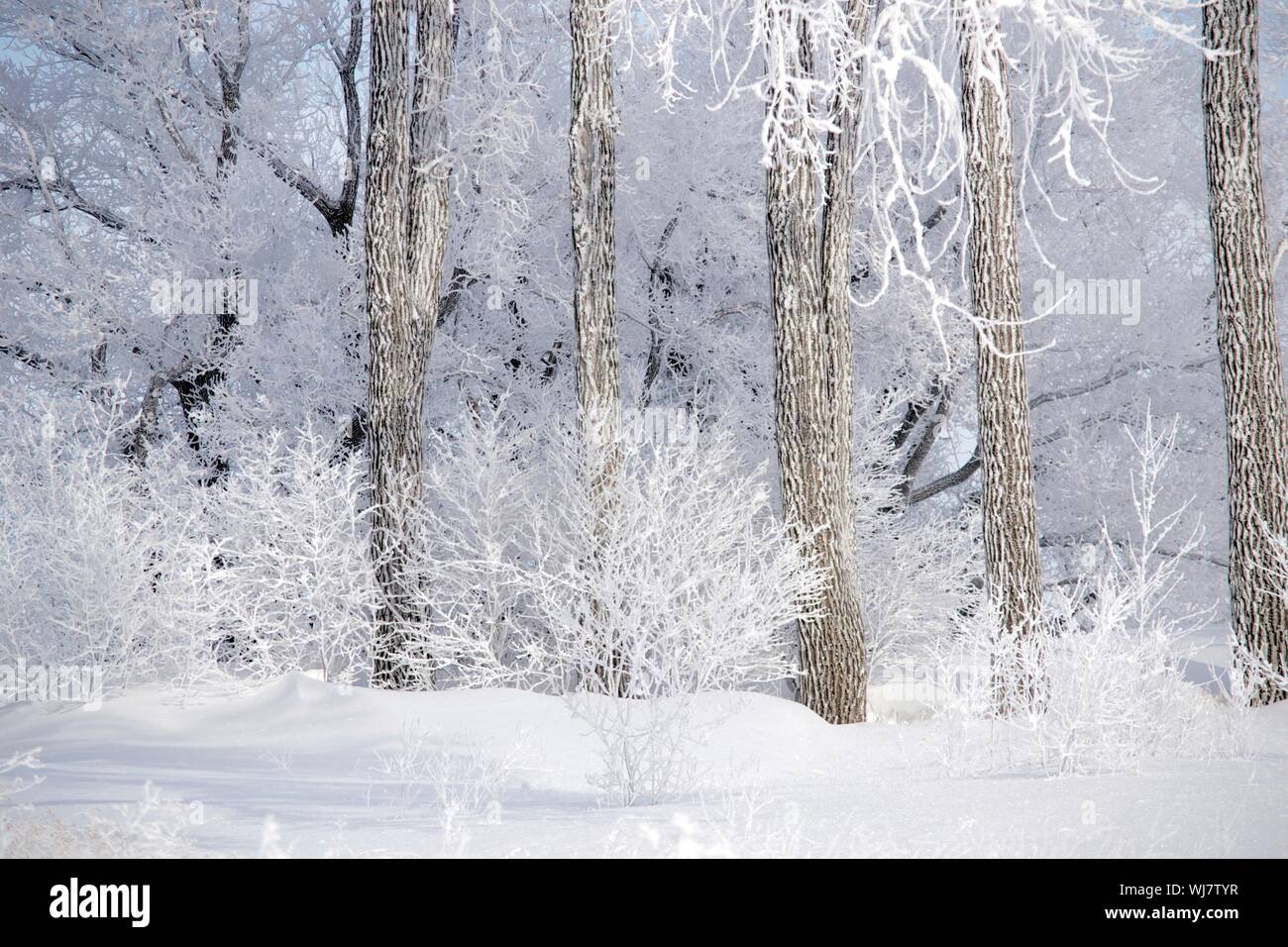 Frozen Tree During Winter Stock Photo - Alamy