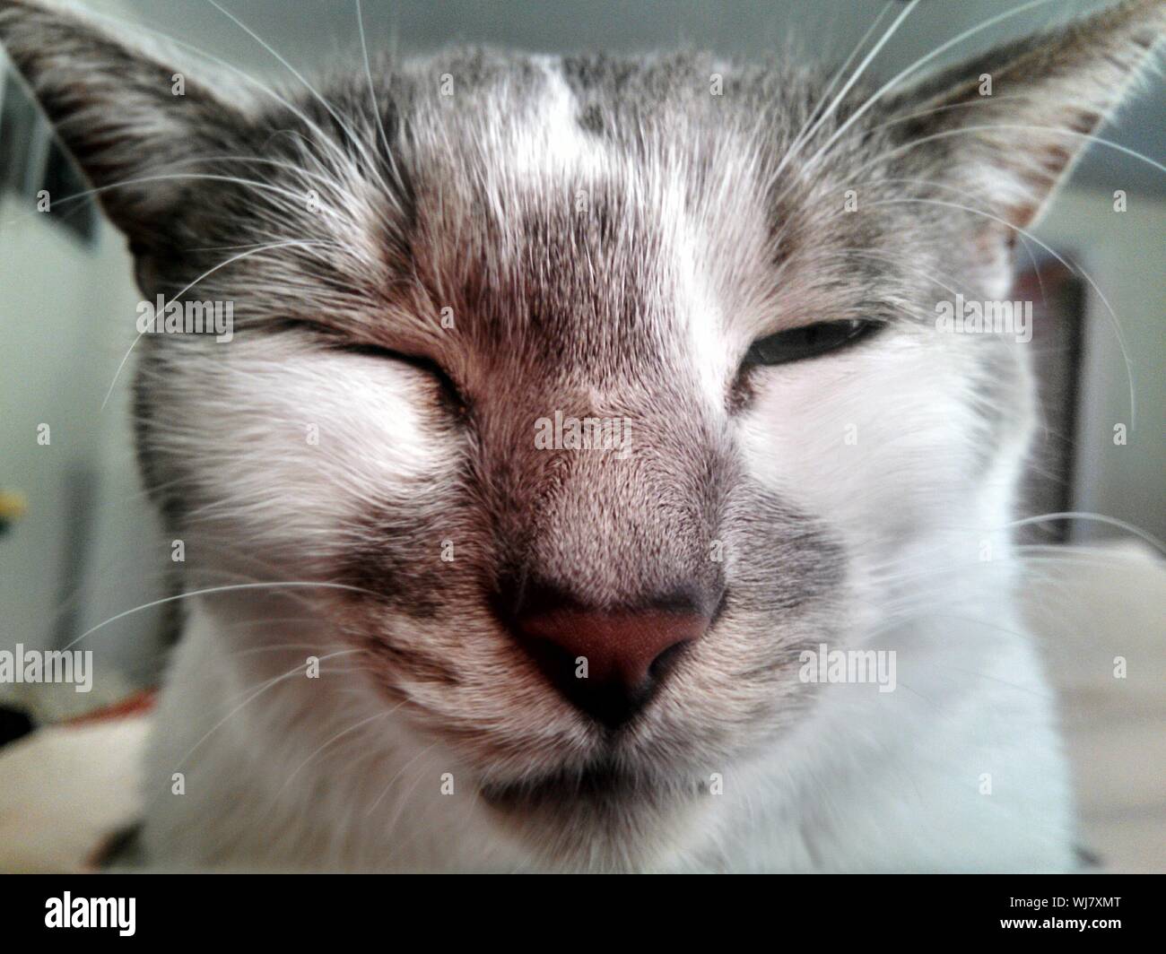 Animals winking hi-res stock photography and images - Alamy