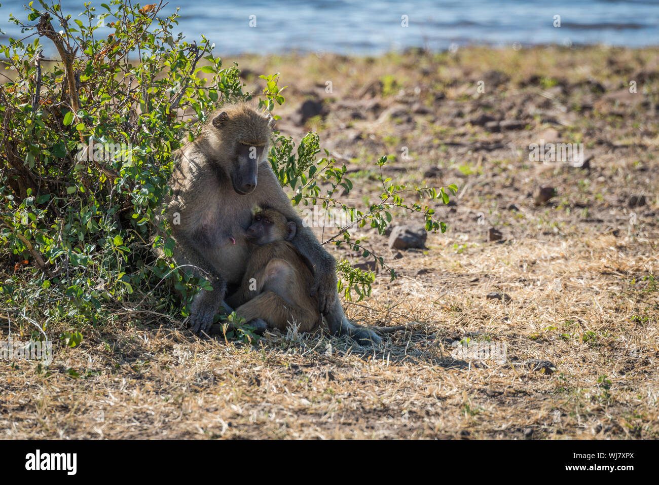 Baby animals forest hi-res stock photography and images - Alamy