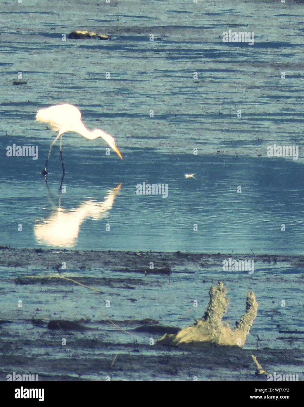 Crocodile Bird High Resolution Stock Photography and Images - Alamy