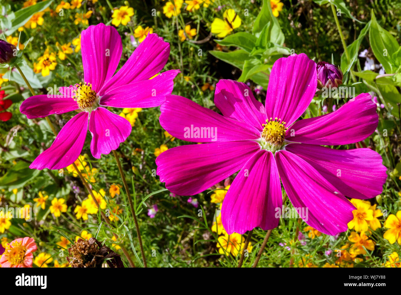 Purple color cosmos hi-res stock photography and images - Alamy