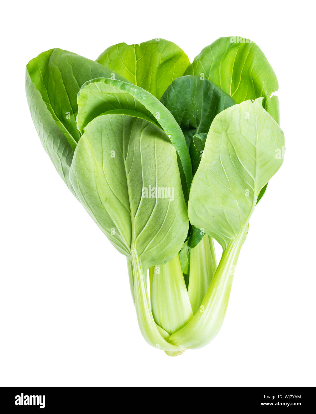 bok choy (pok choi, pak choi) Chinese leaf cabbage cutout on white ...