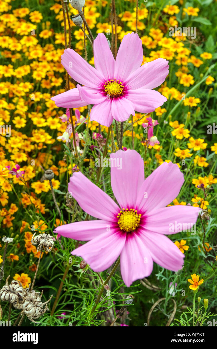 Mexican aster cosmos bipinnatus hi-res stock photography and images - Alamy