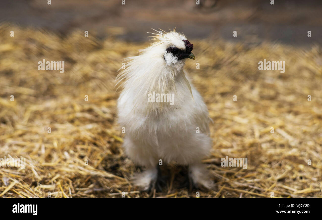 White silkie rooster hi-res stock photography and images - Alamy