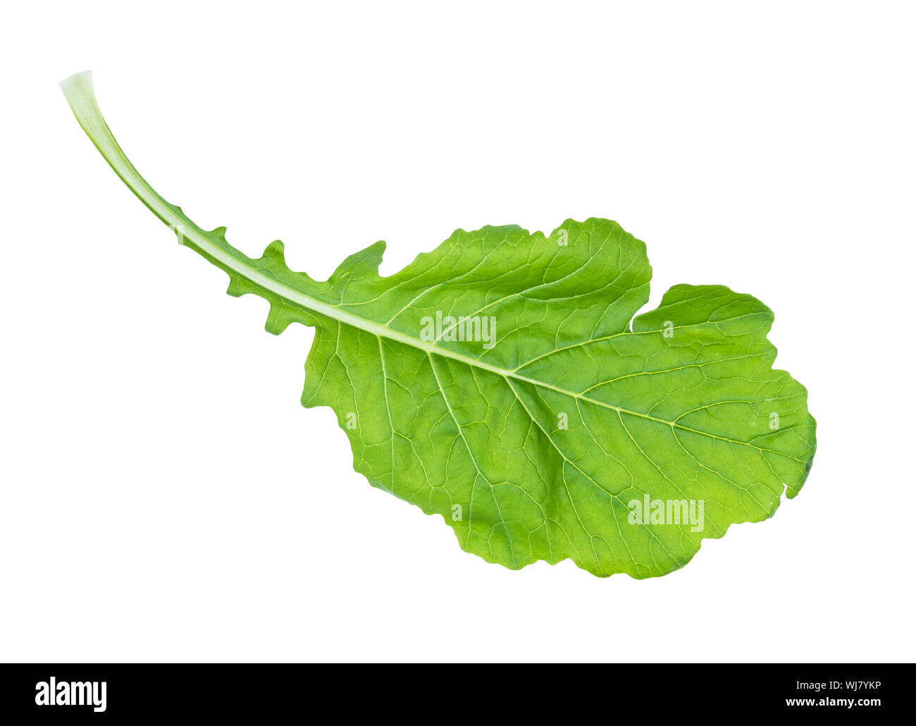 foliage of Kokabu japanese white salad turnip cutout on white ...