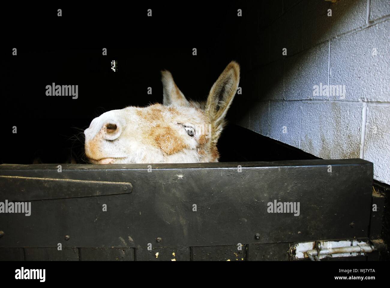 Donkey shed hi-res stock photography and images - Alamy