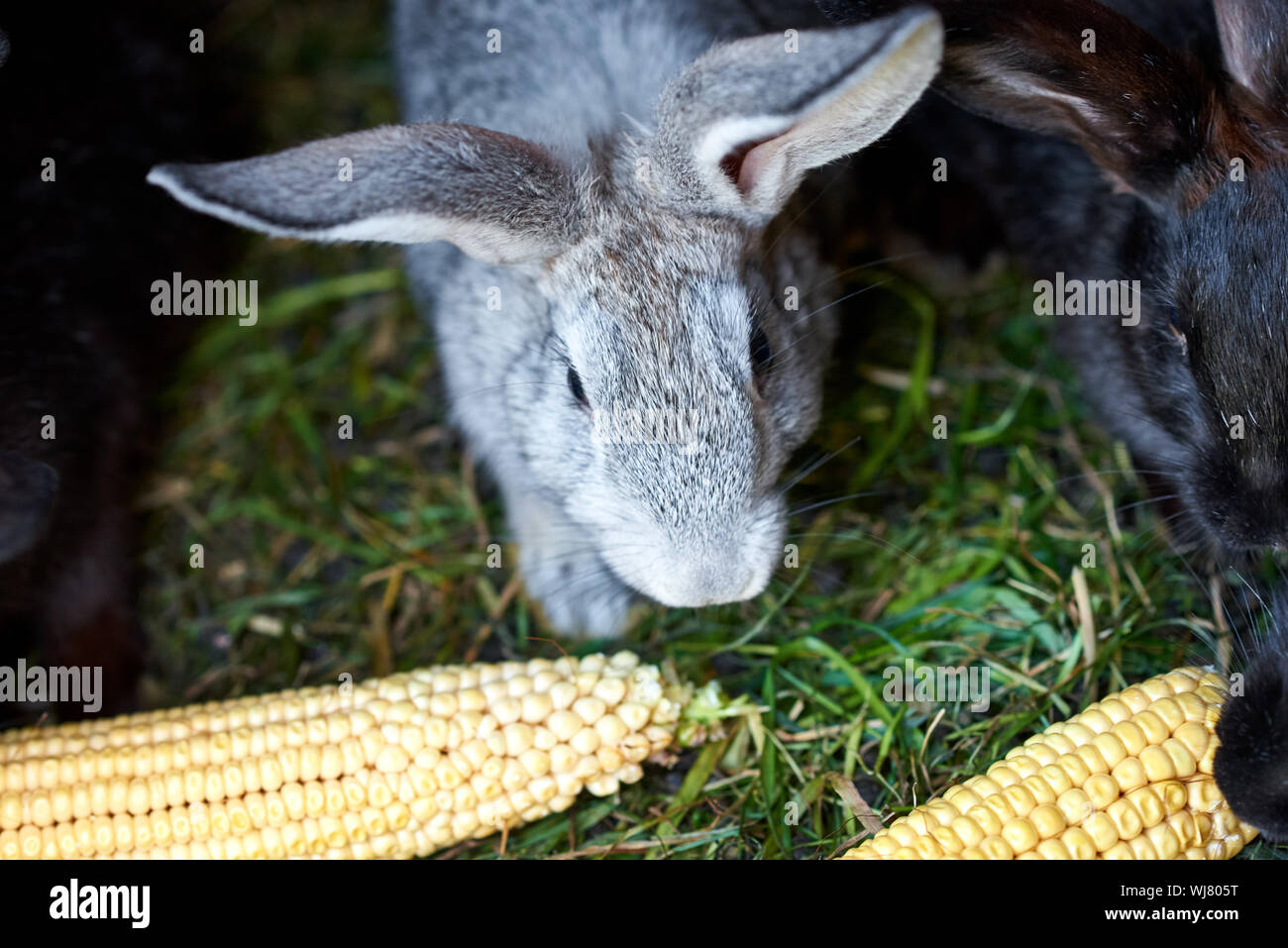 Gray and black bunny rabbits eating ear of corn, closeup Stock Photo ...