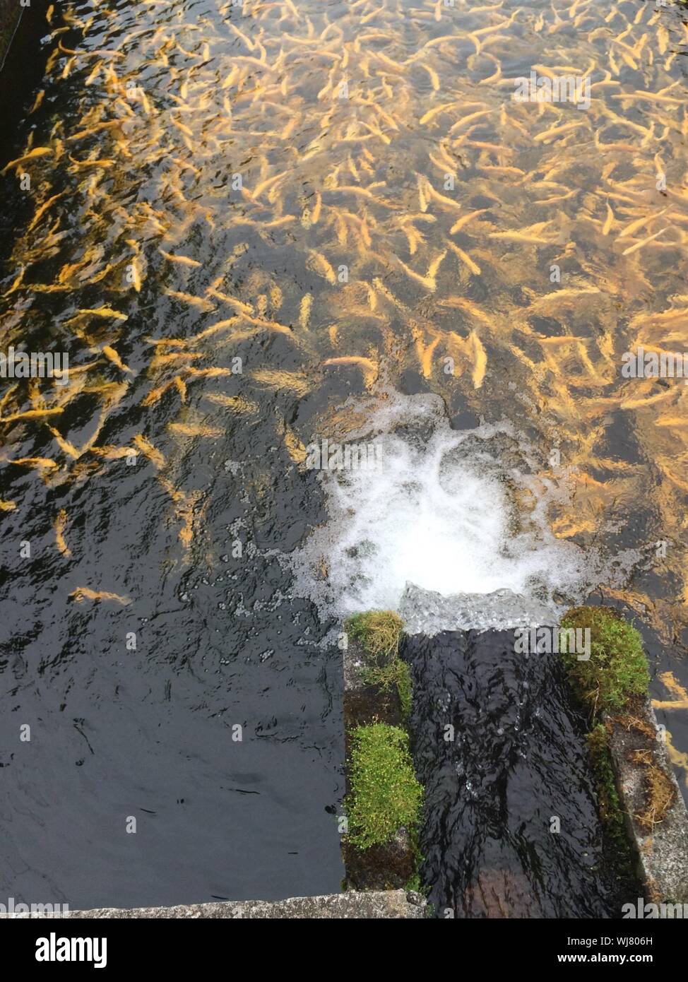 School Of Fish Swimming In Small Pond Stock Photo - Alamy