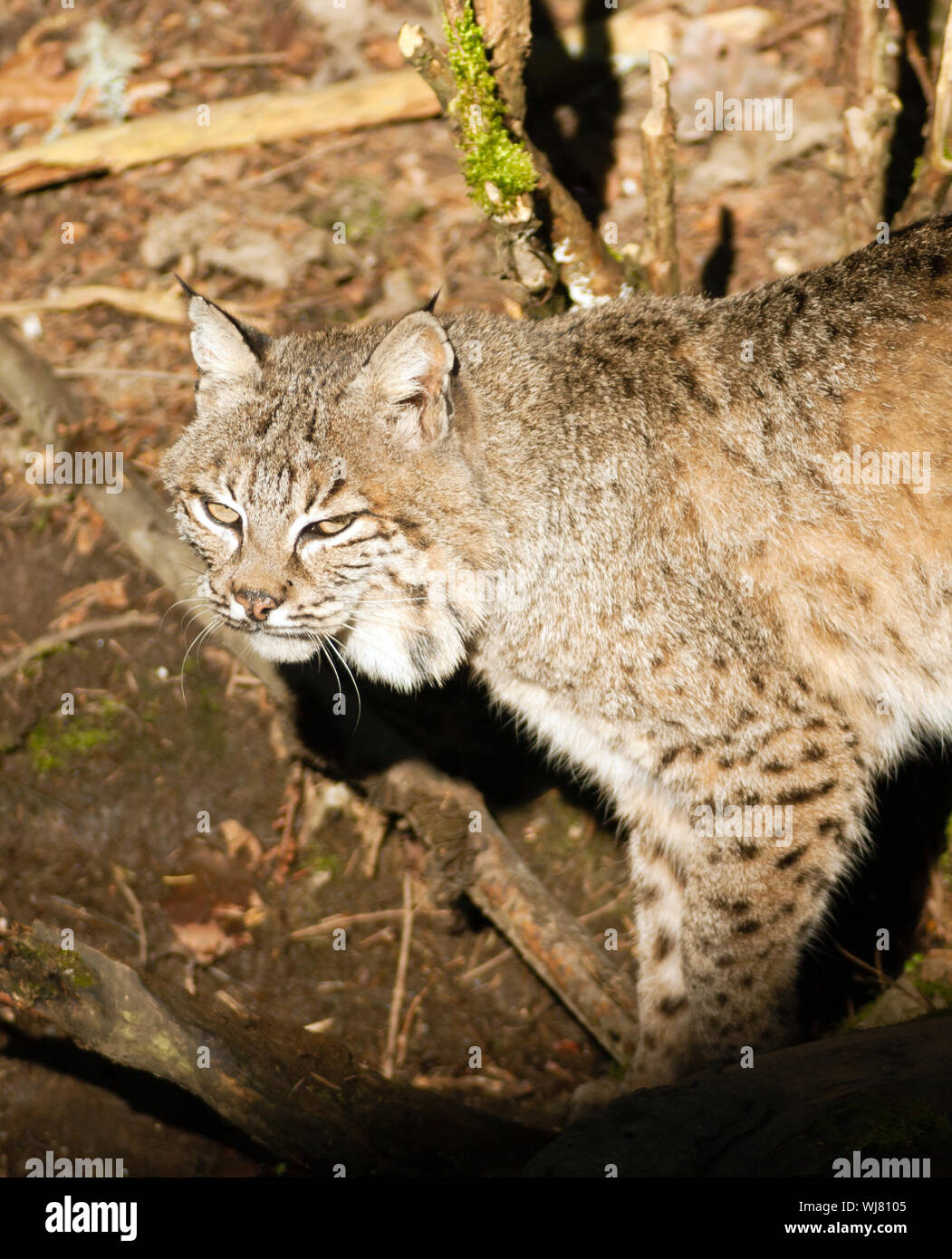A Large Wild Cat walks around looking for moving prey Stock Photo - Alamy