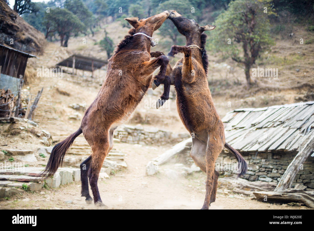 Donkey rearing hi-res stock photography and images - Alamy