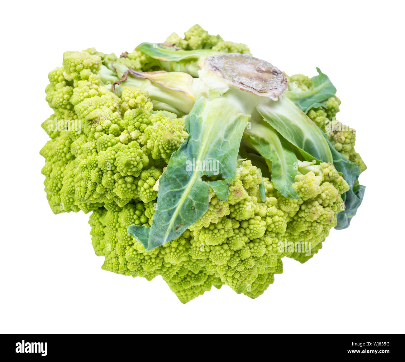 root of fresh romanesco broccoli cabbage cutout on white background ...