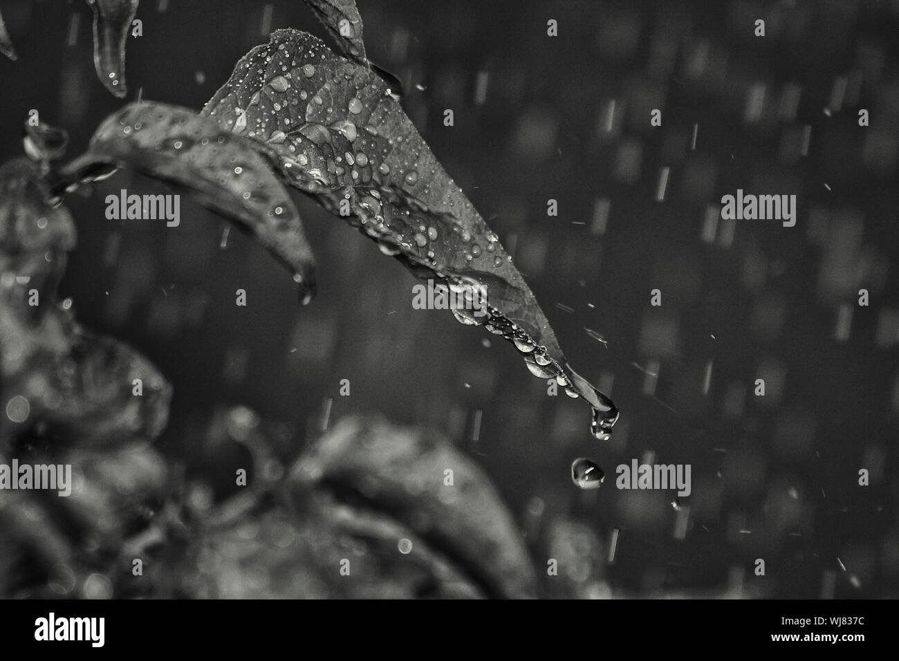 Falling plant hi-res stock photography and images - Alamy