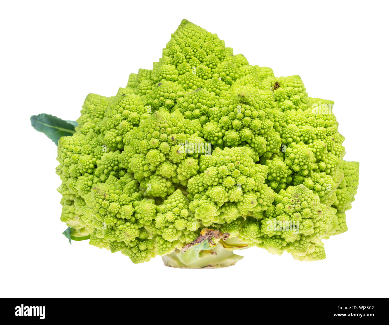 side view of fresh romanesco broccoli cabbage cutout on white ...