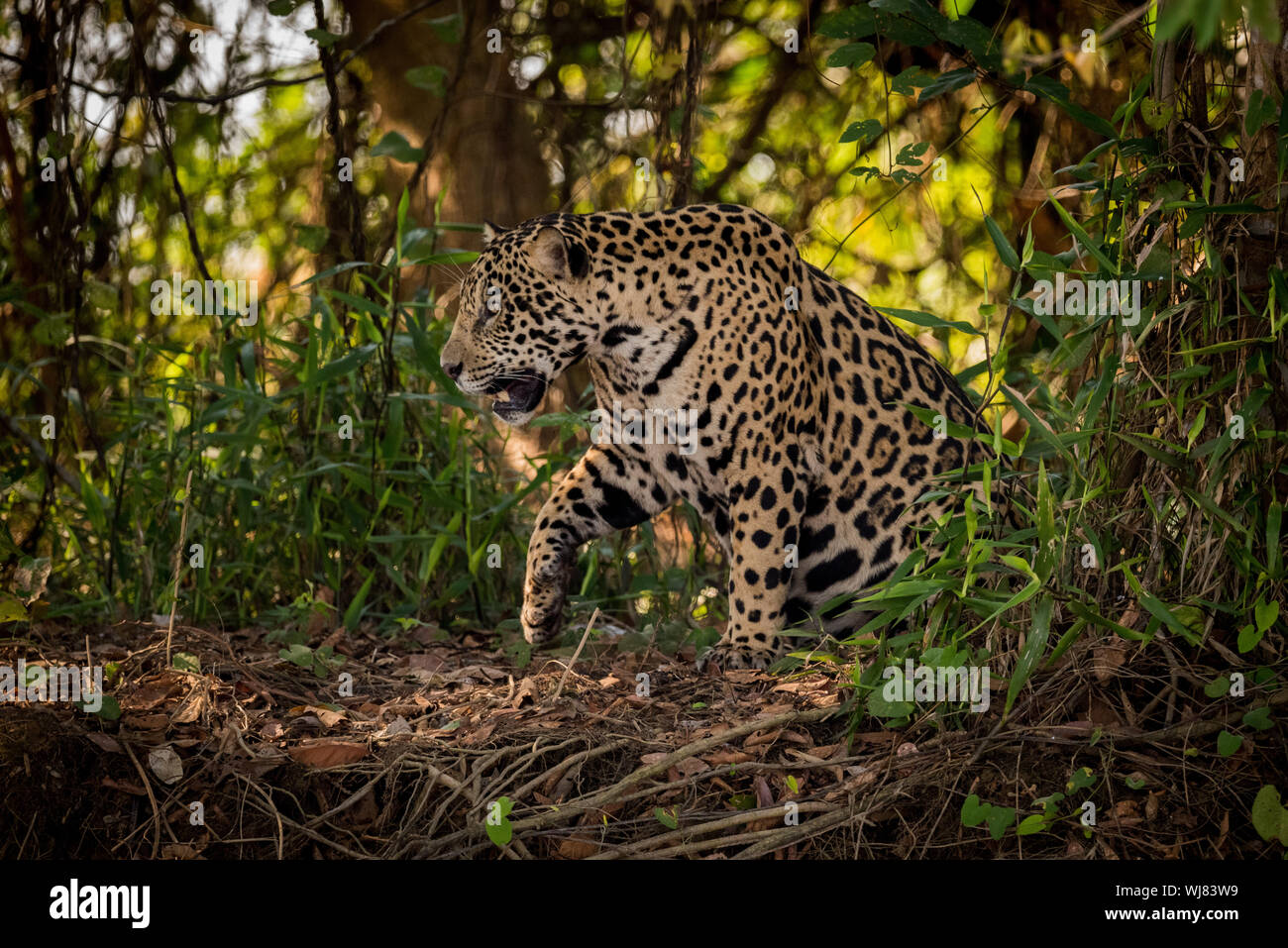 Jaguar Forest High Resolution Stock Photography and Images - Alamy