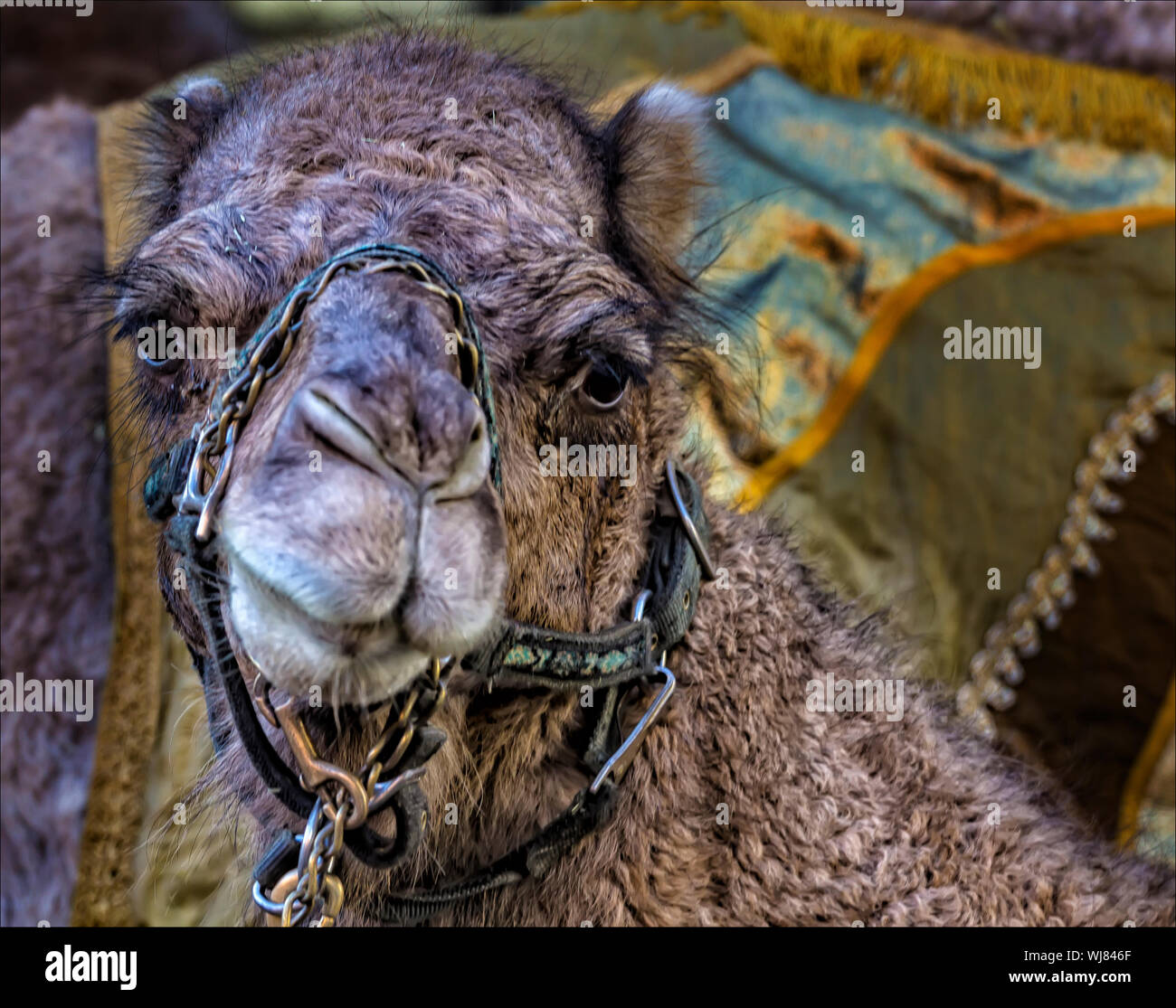 Camel Front Face High Resolution Stock Photography and Images - Alamy