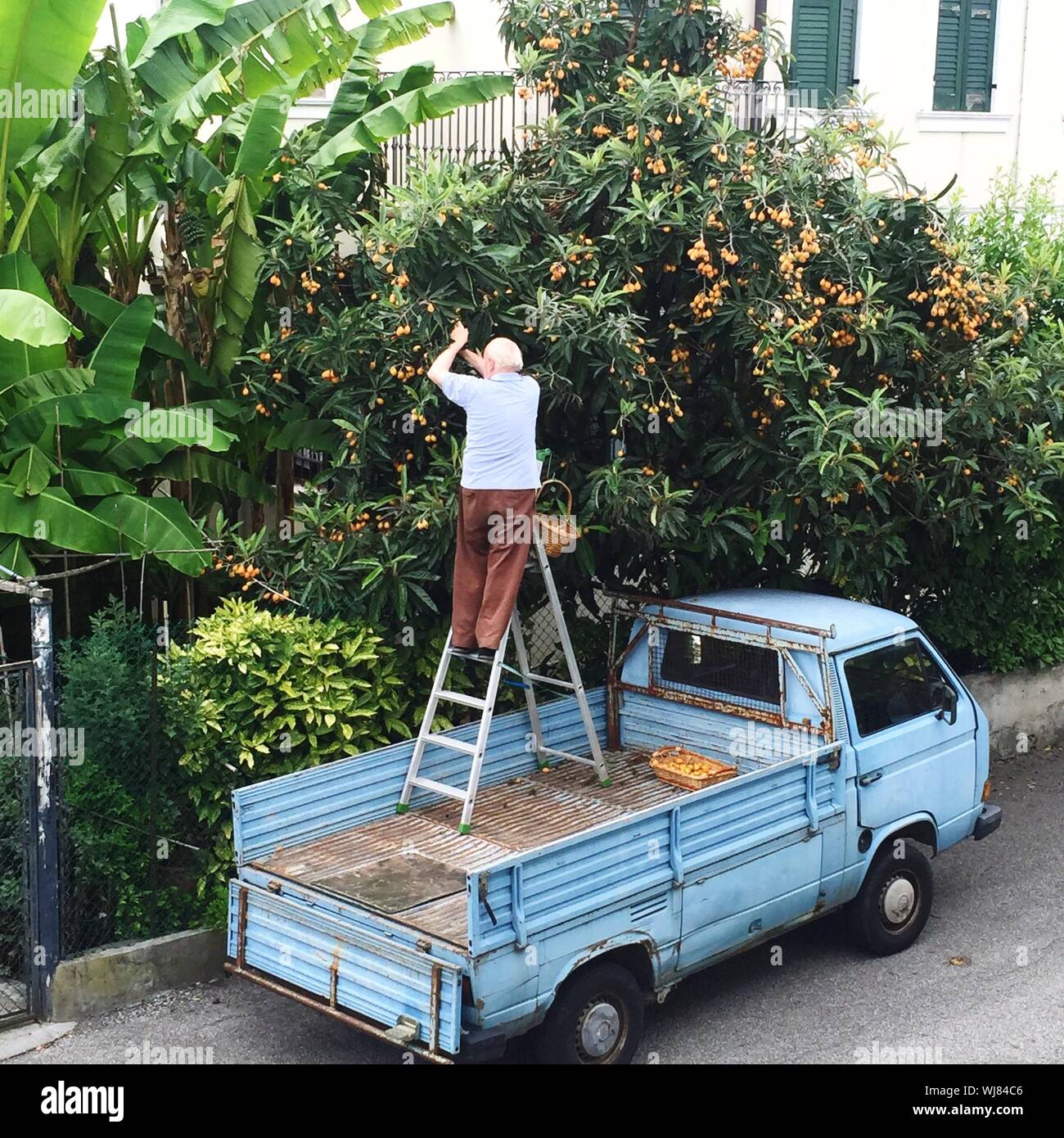 Ladder picking fruit hi-res stock photography and images - Alamy