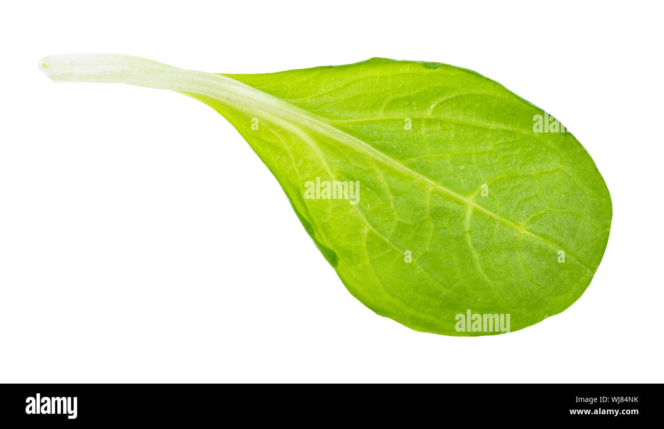 fresh leaf of corn salad (mache) cutout on white background Stock Photo ...