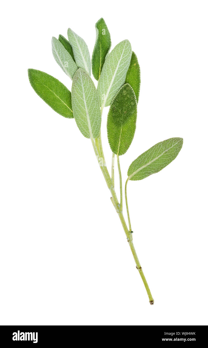 natural twig of sage (salvia officinalis) herb cutout on white ...