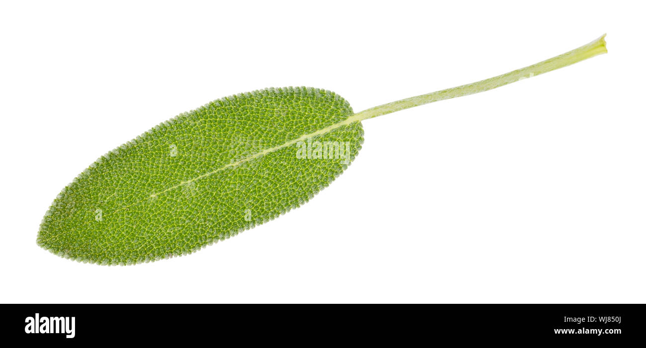 single leaf of sage (salvia officinalis) herb cutout on white ...