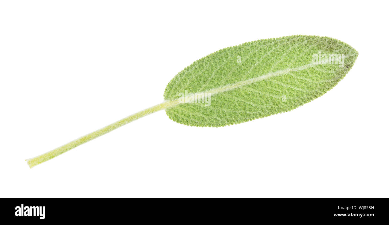green leaf of sage (salvia officinalis) herb cutout on white background ...