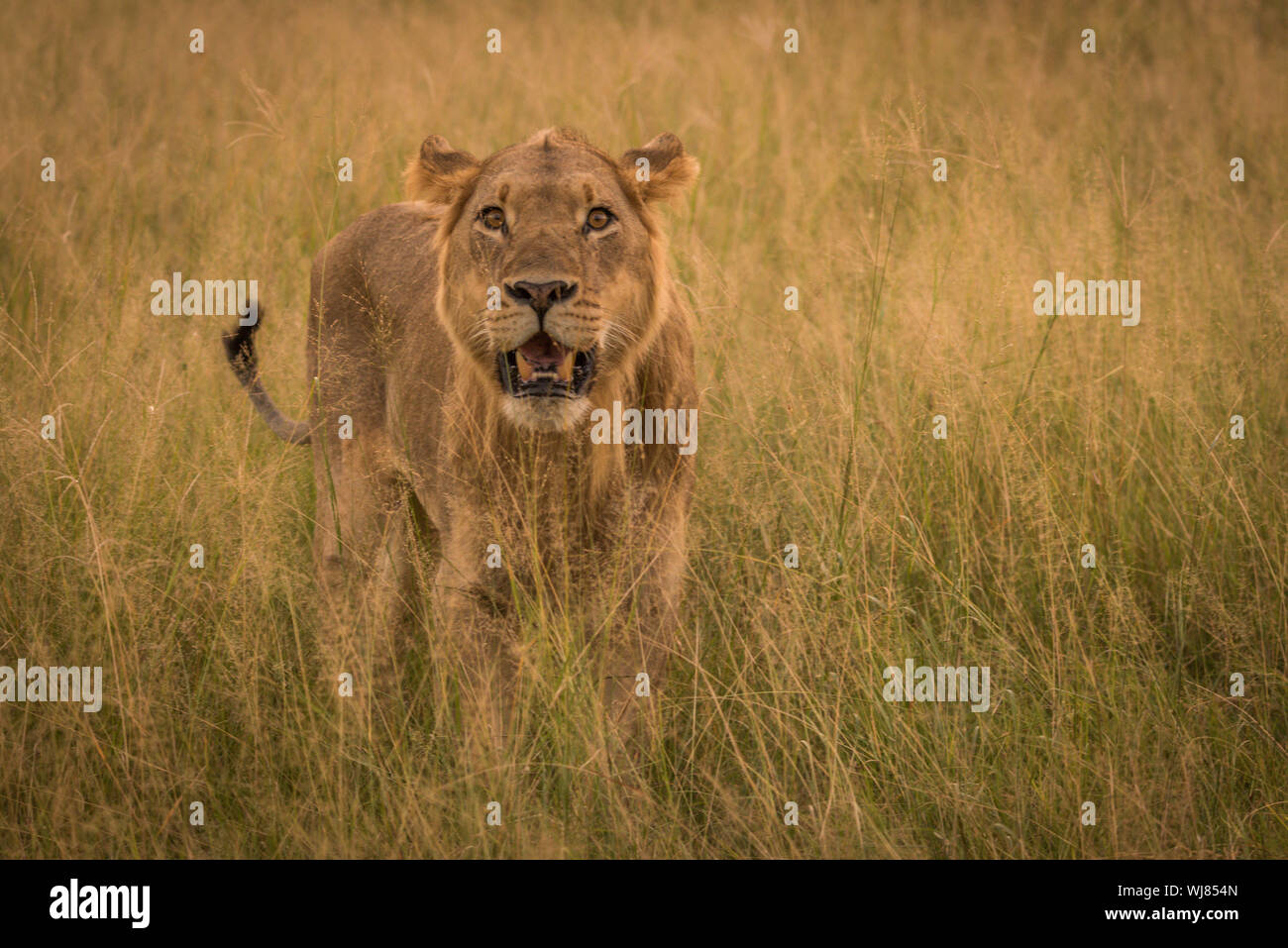 Lioness standing hi-res stock photography and images - Alamy