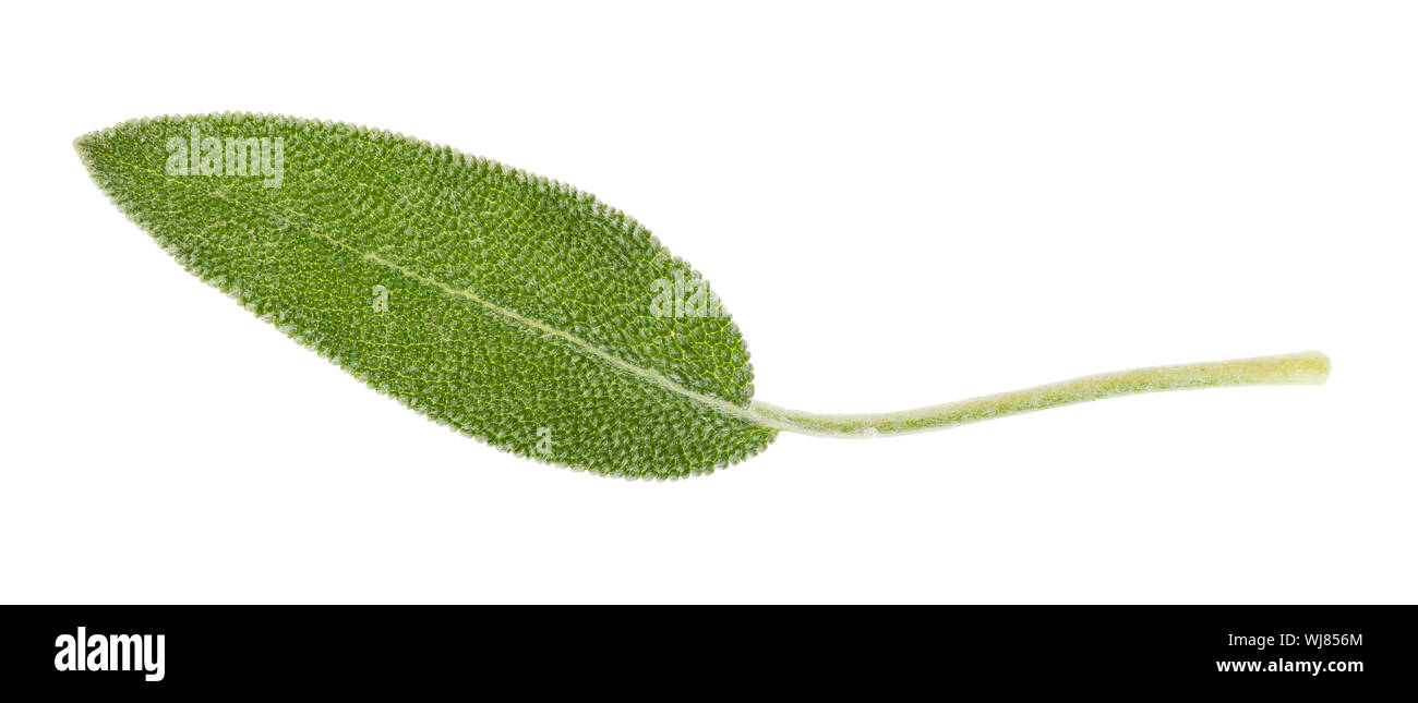 fresh leaf of sage (salvia officinalis) herb cutout on white background ...