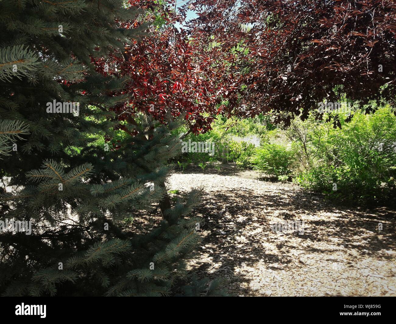 Shadow of tree on grass hi-res stock photography and images - Alamy