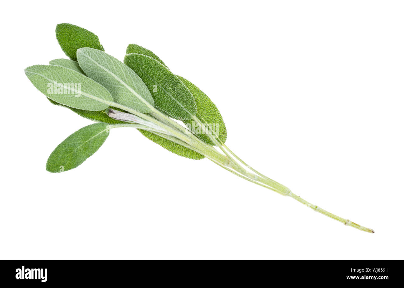 single twig of sage (salvia officinalis) herb cutout on white ...