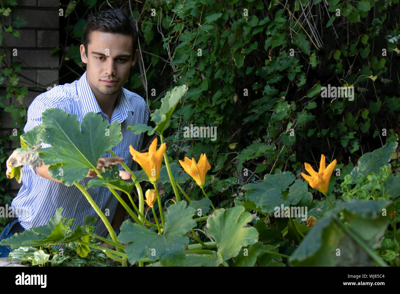 Handsome man tends to his home grown vegetables with courgette flowers ...