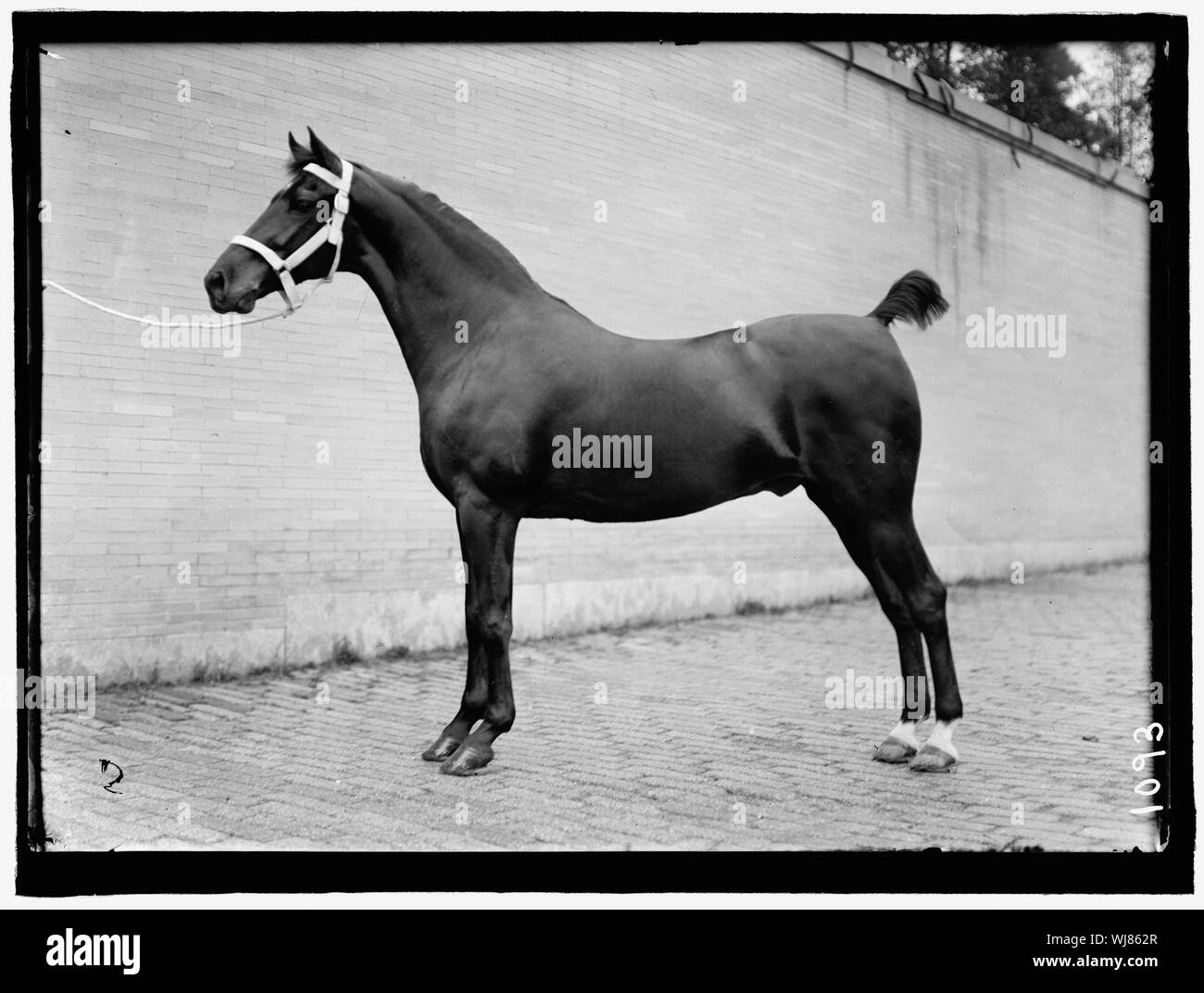 Sports horses Cut Out Stock Images & Pictures - Alamy