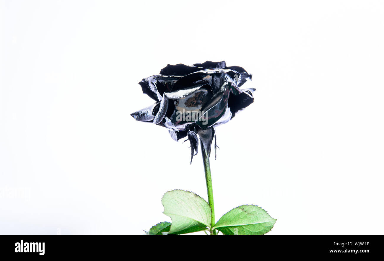Beautiful black silver flower. Floral shop. Metallic steel color ...