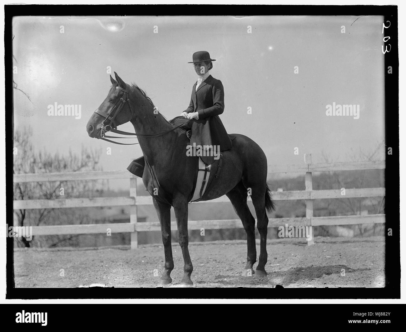 T horse Cut Out Stock Images & Pictures - Alamy