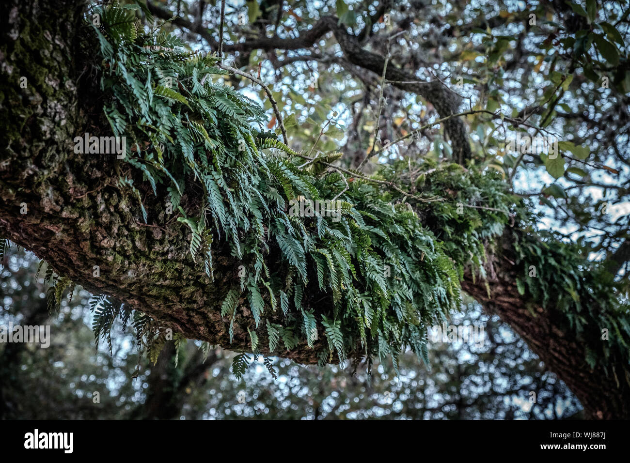 Tree fern branch hi-res stock photography and images - Alamy