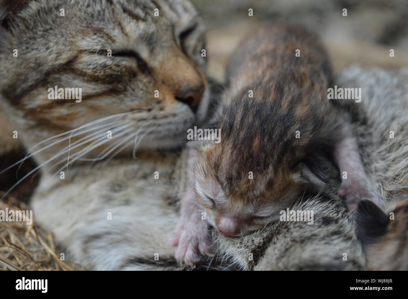 Infant cat hi-res stock photography and images - Alamy