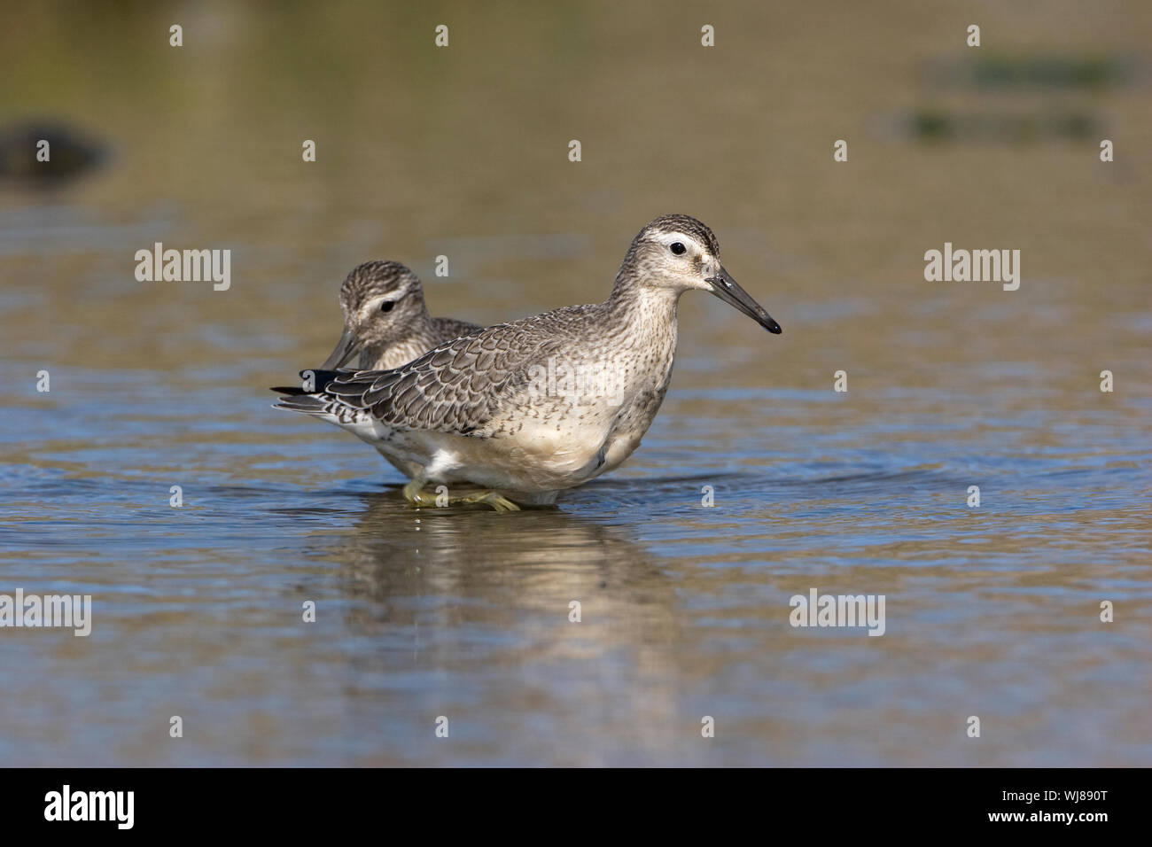 Knot (Calidris canutus Stock Photo - Alamy