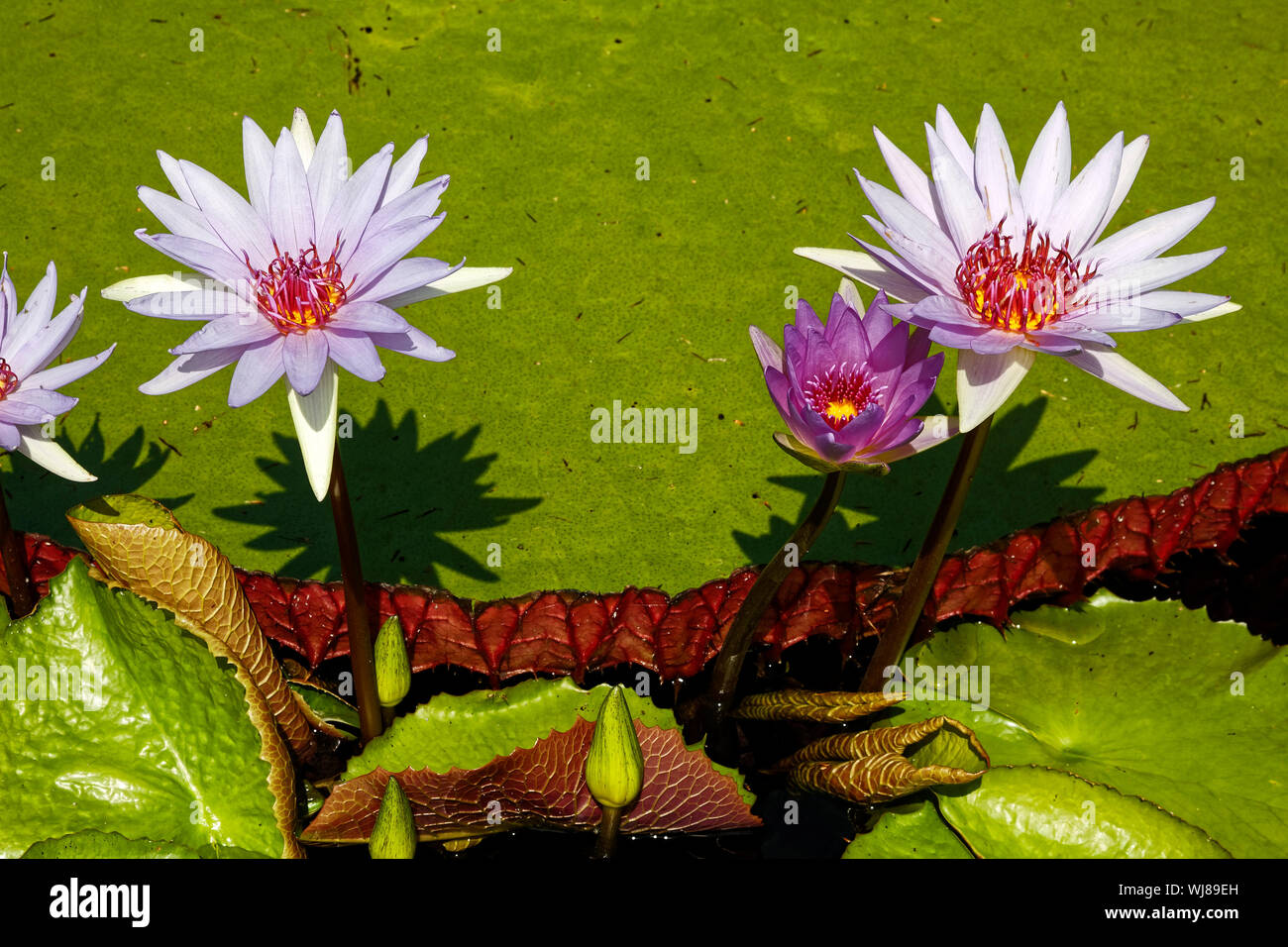 Water platter hi-res stock photography and images - Alamy