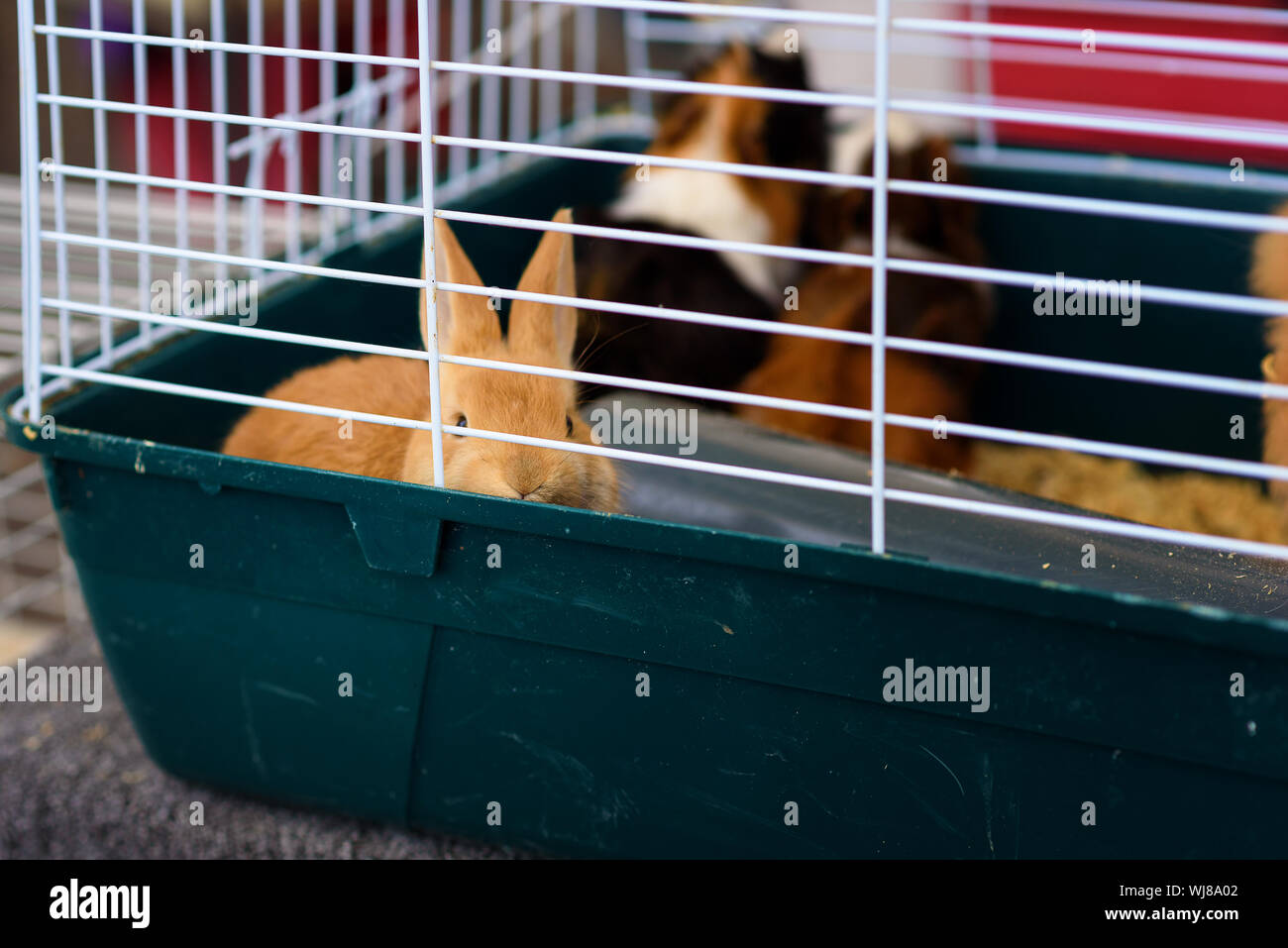 Sad Rabbit High Resolution Stock Photography and Images - Alamy