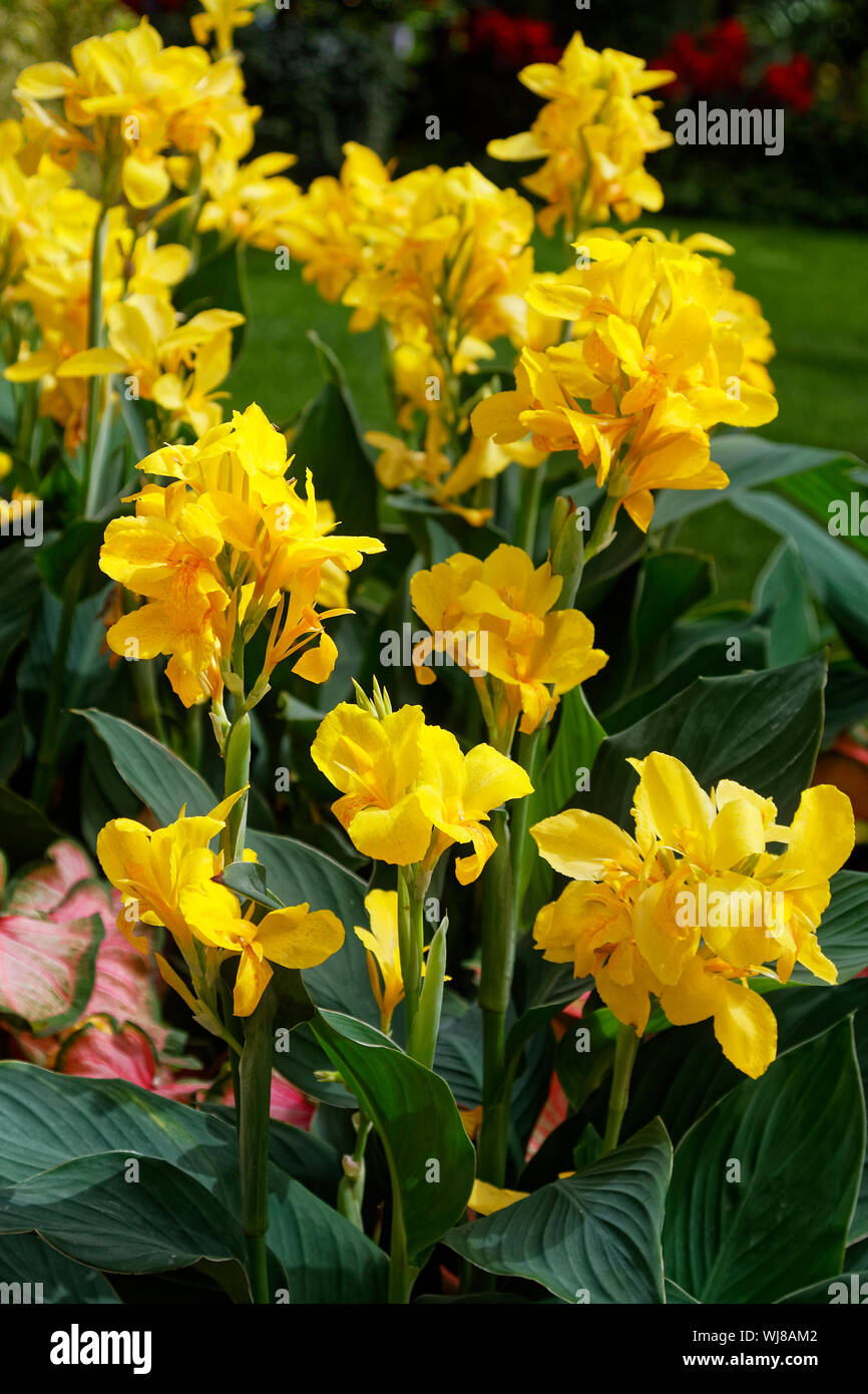 Canna Conestoga flowers, yellow lilies, green leaves, cultivated ...