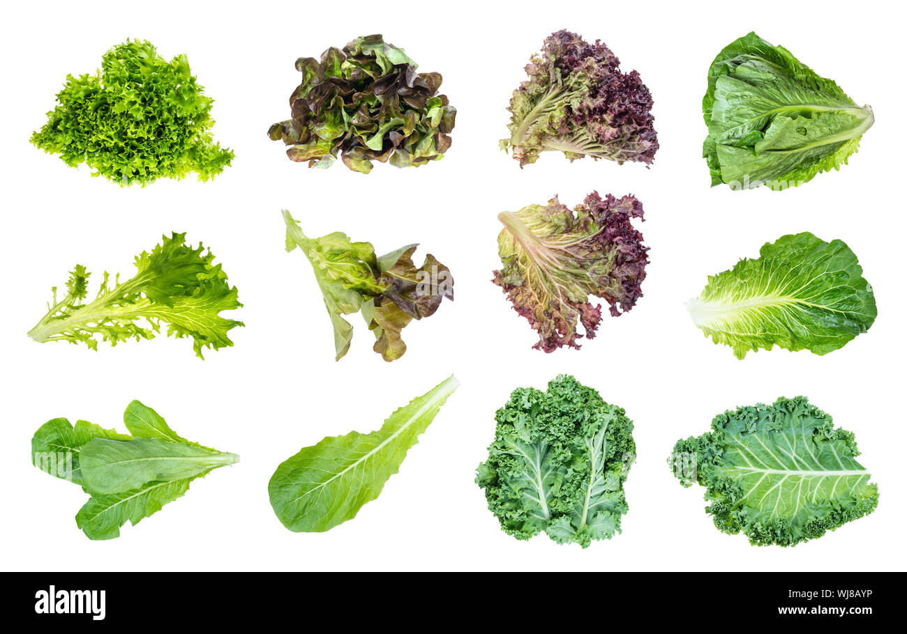 various fresh leaf lettuce plants cut out on white background Stock ...