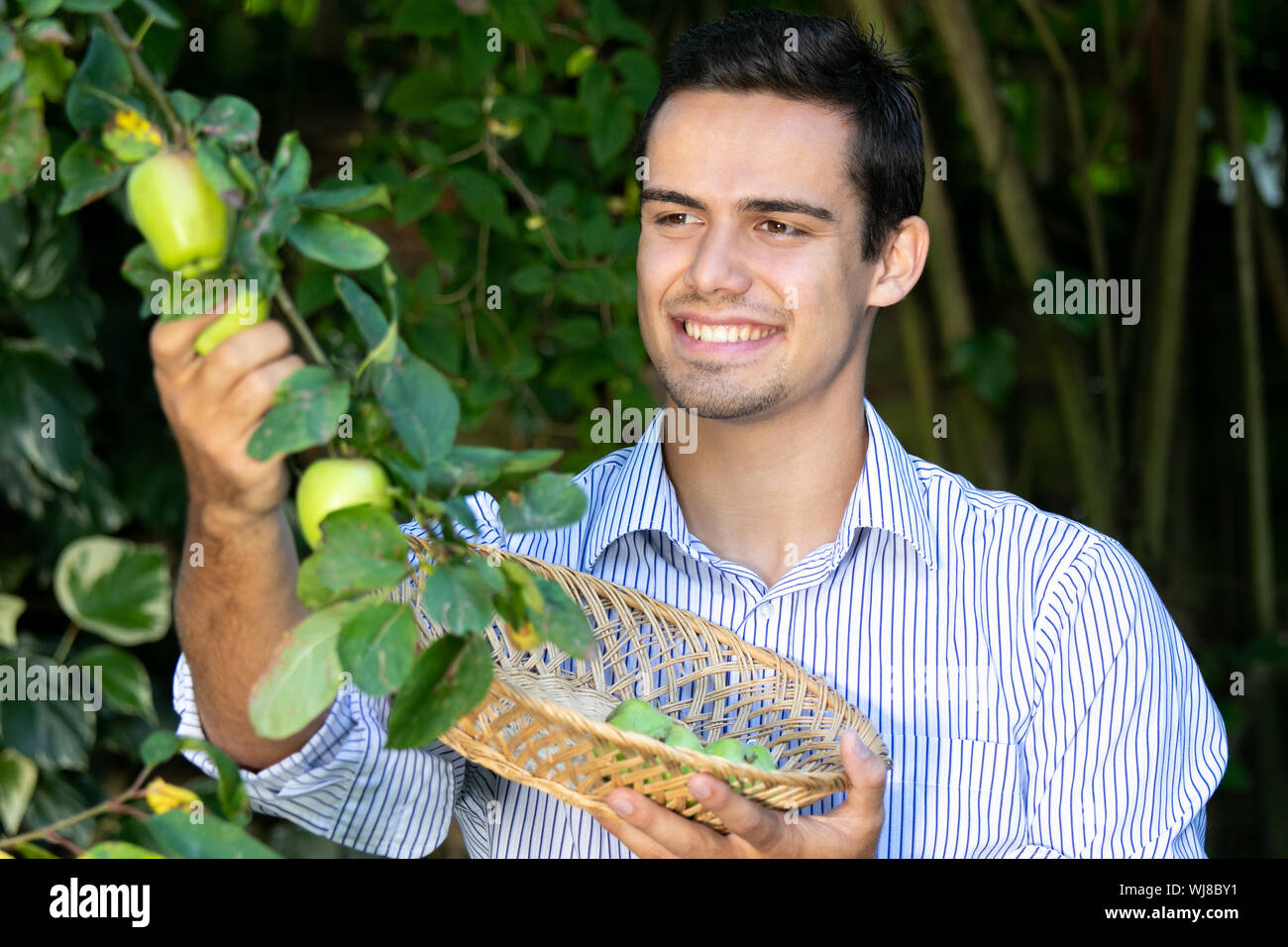 Man picking apples from tree hi-res stock photography and images - Alamy