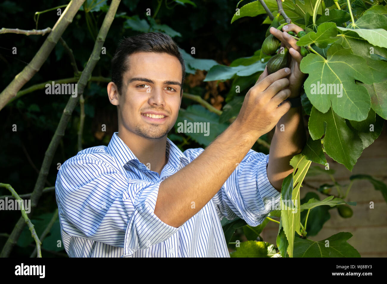 Planting Of Figs High Resolution Stock Photography and Images - Alamy