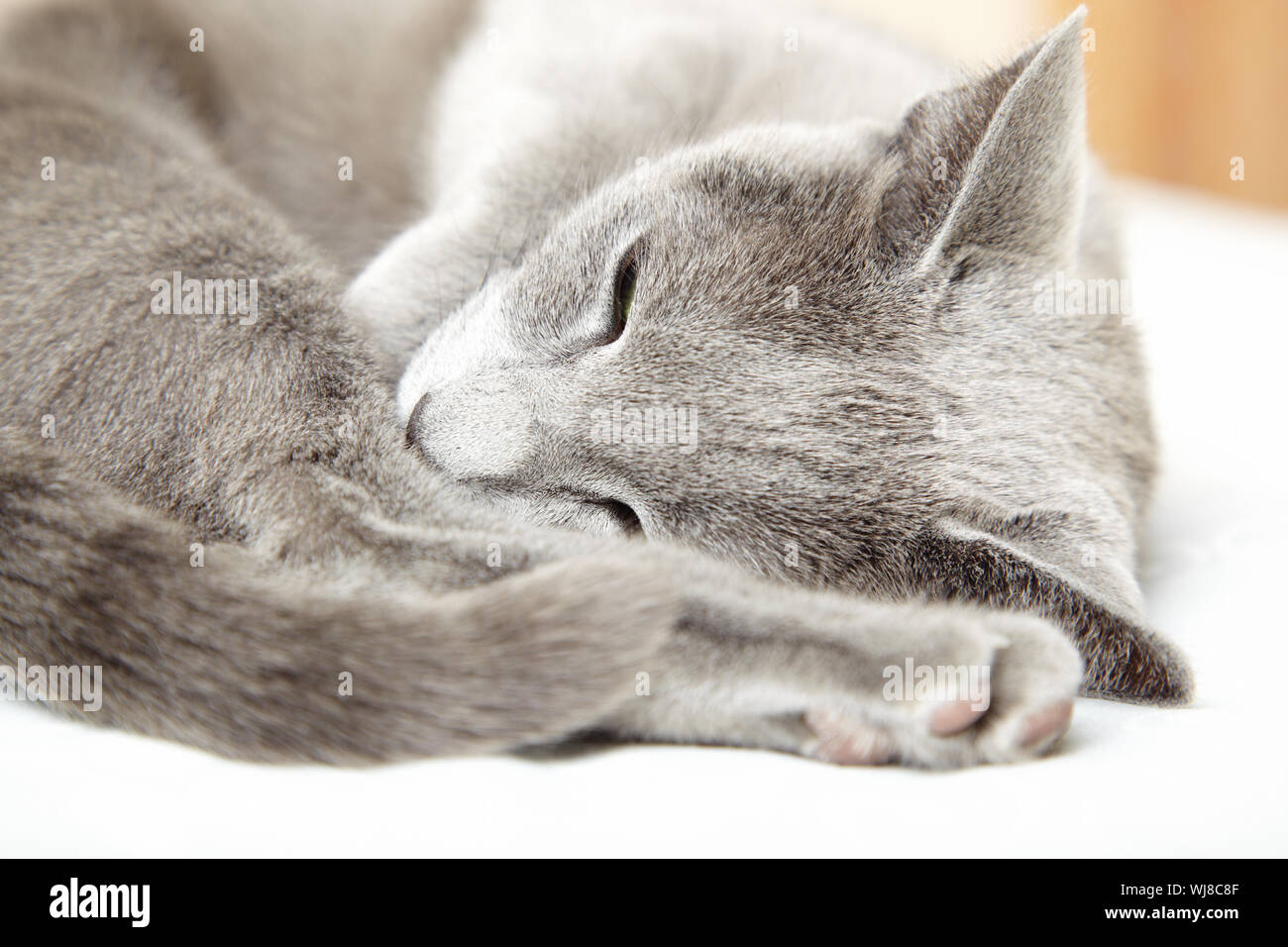 Russian blue cat sleeping indoors. Natural light and colors Stock Photo ...